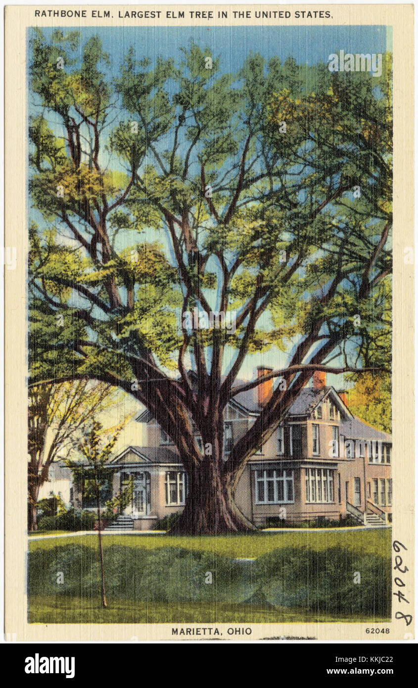 The Rathbone Elm in Marietta, Ohio, is recognized as the largest elm ...