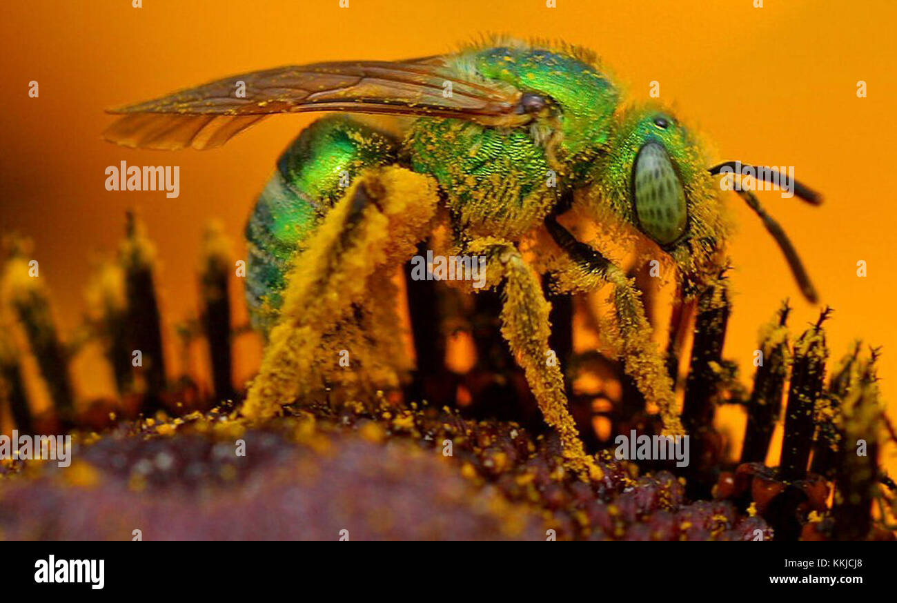 This image features an iridescent green sweat bee, known for its ...