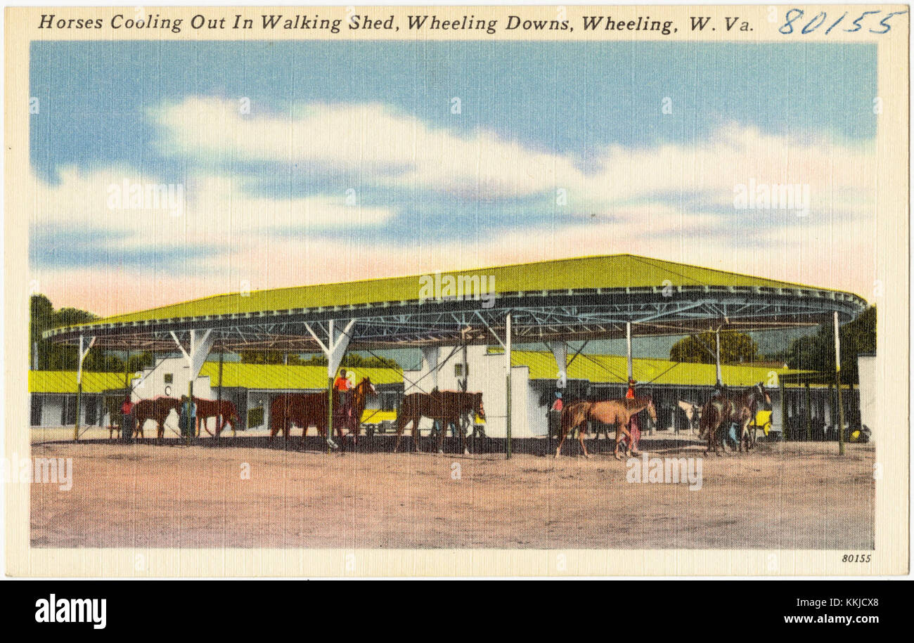 The image depicts horses cooling out in the walking shed at Wheeling ...