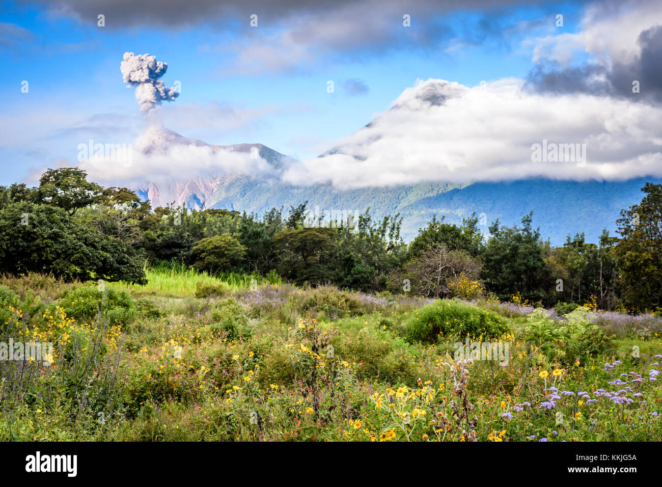 Two volcanoes: erupting Fuego volcano & Acatenango volcano & meadow of ...
