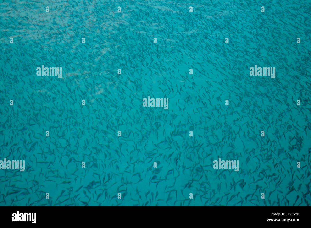 Underwater nature little fishes swimming hi-res stock photography and ...