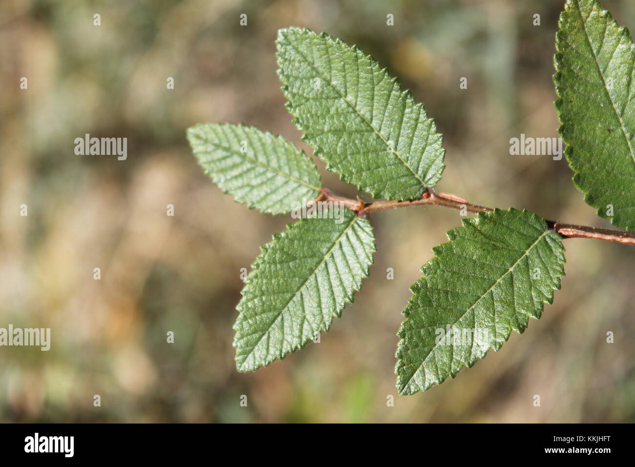 leaves of winter tree Stock Photo - Alamy