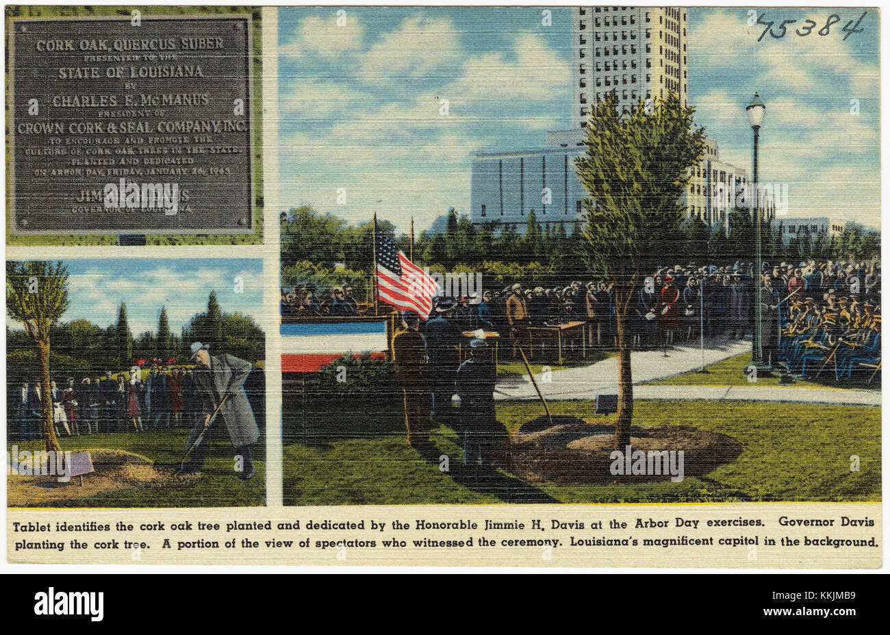 The cork oak tree, planted and dedicated by Jimmie H. Davis, serves as ...