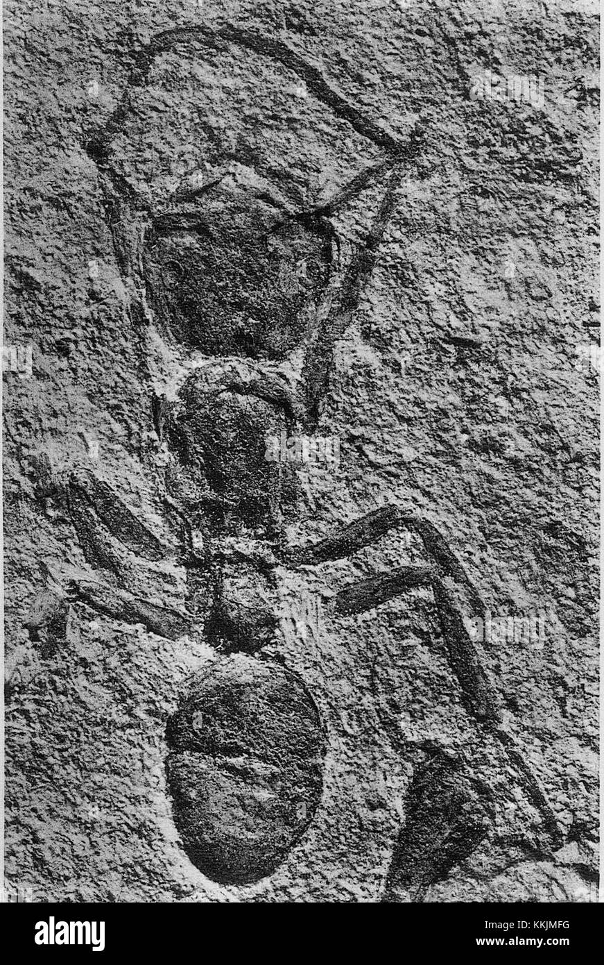 The Archiponera wheeleri holotype is a specimen of a species of ant ...