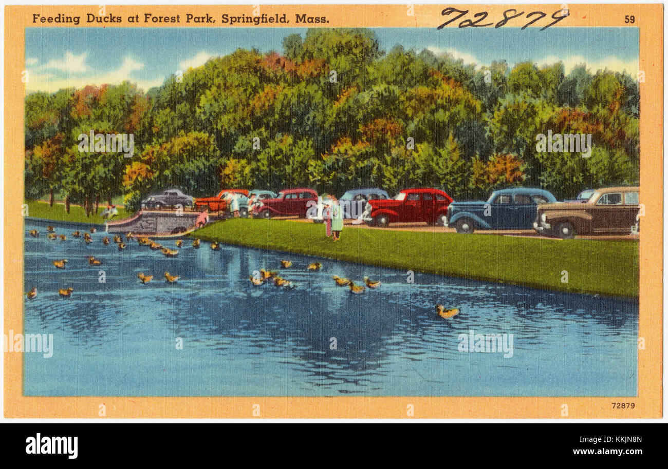 Feeding ducks at Forest Park in Springfield, Massachusetts, is a ...
