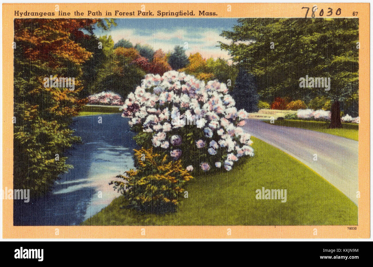 Hydrangeas create a vibrant path along the walkway in Forest Park ...