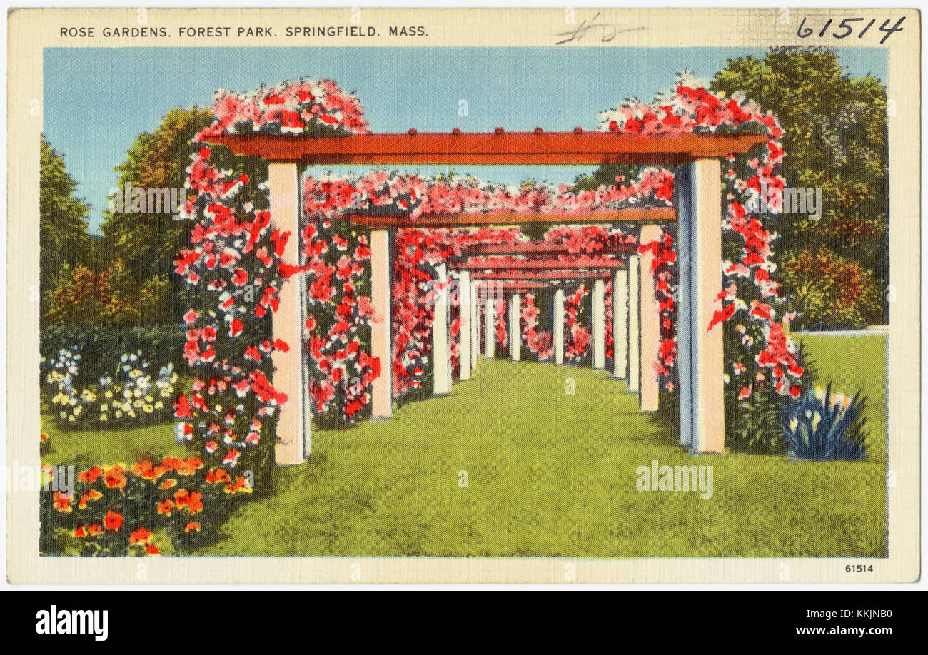 The rose gardens in Forest Park, Springfield, Massachusetts, are a ...