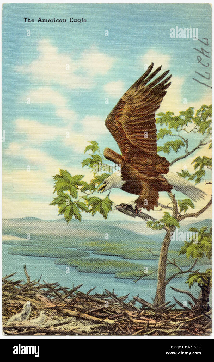 The American Eagle, a symbol of strength and freedom, represents a key ...
