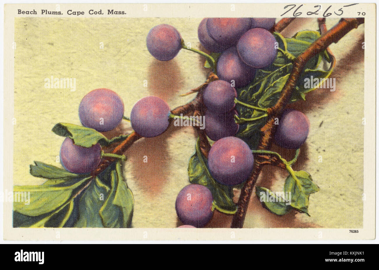 Beach plums are a fruit native to Cape Cod, Massachusetts. They grow ...