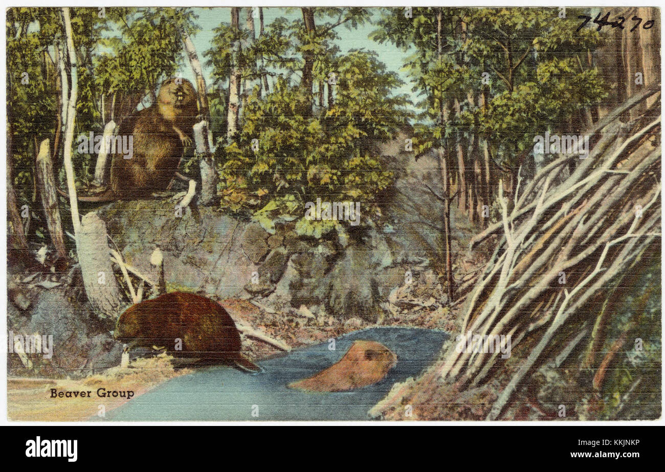 Beaver Group (74270 Stock Photo - Alamy
