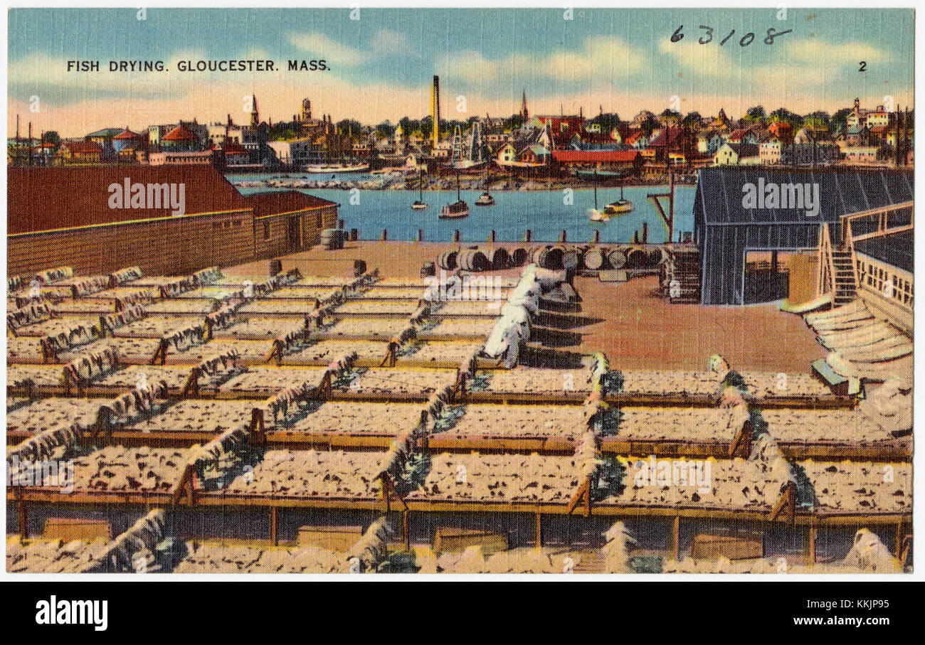 This historical photograph captures the traditional practice of fish ...