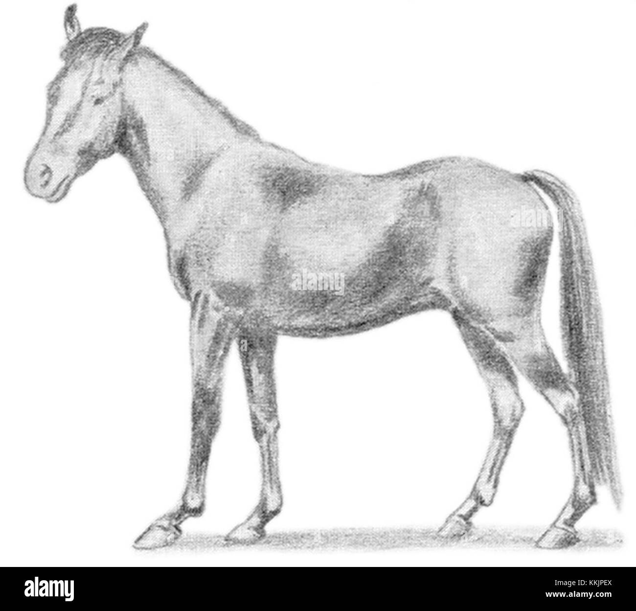 The Manipur Pony is a small and agile horse breed from the Manipur ...