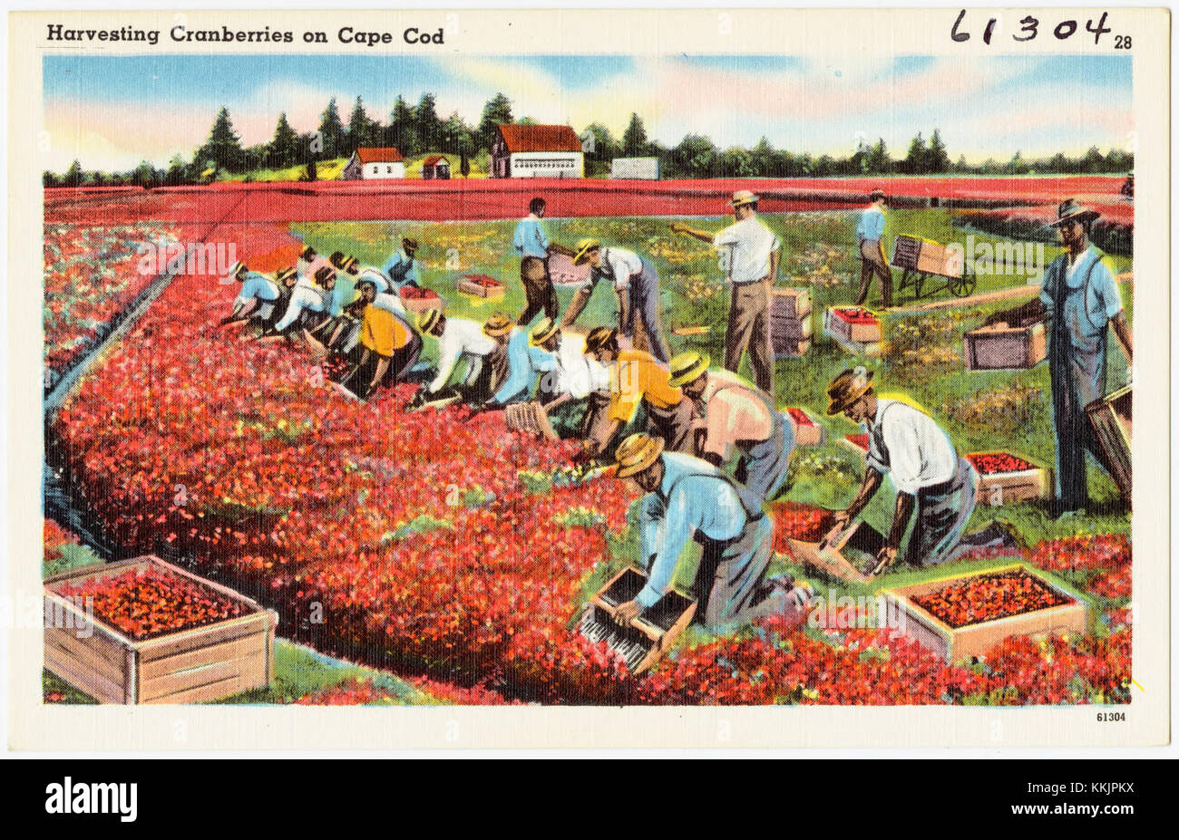 This image depicts the cranberry harvesting process on Cape Cod, an ...