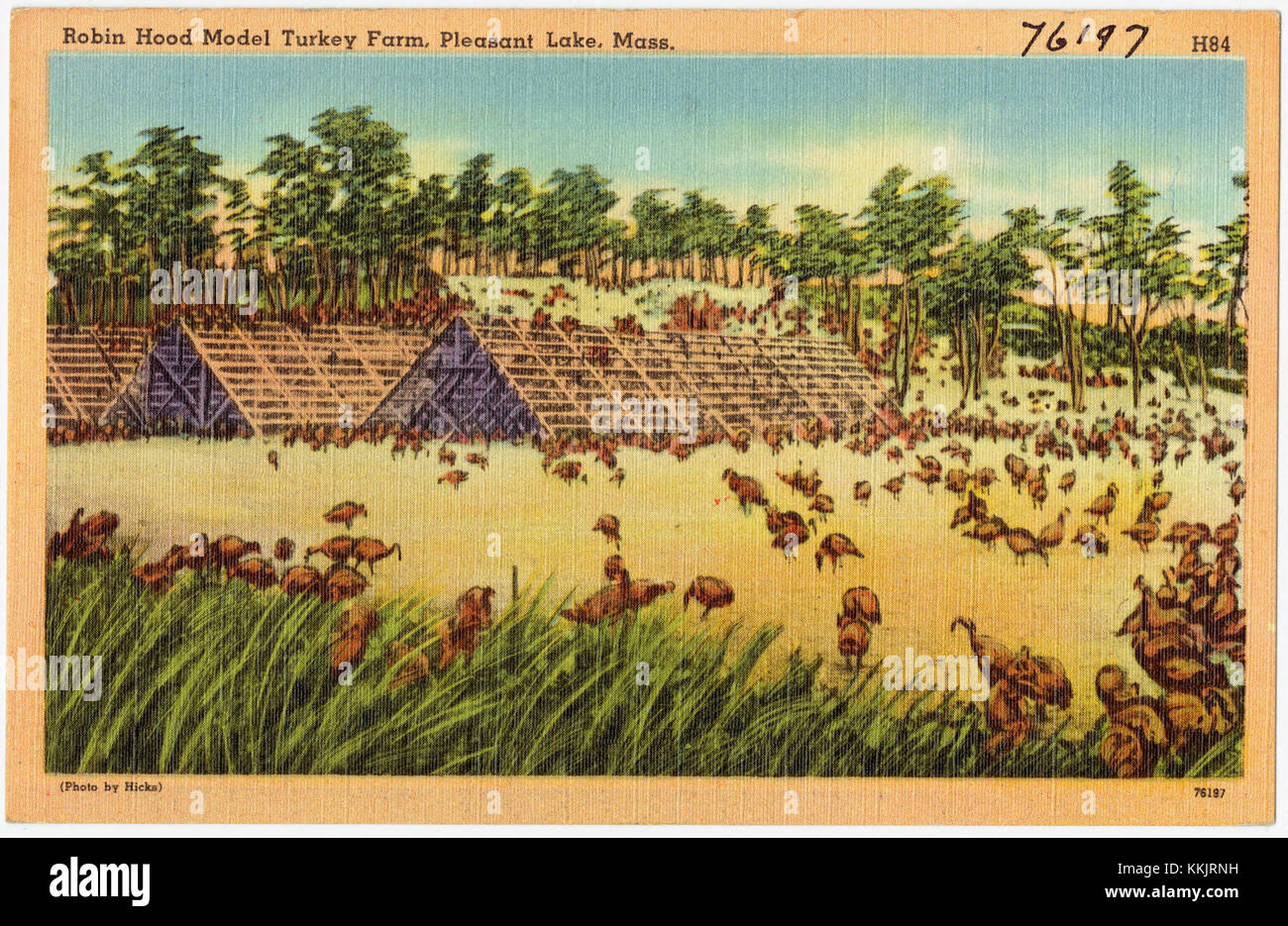 The Robin Hood Model Turkey Farm in Pleasant Lake, Massachusetts, was ...