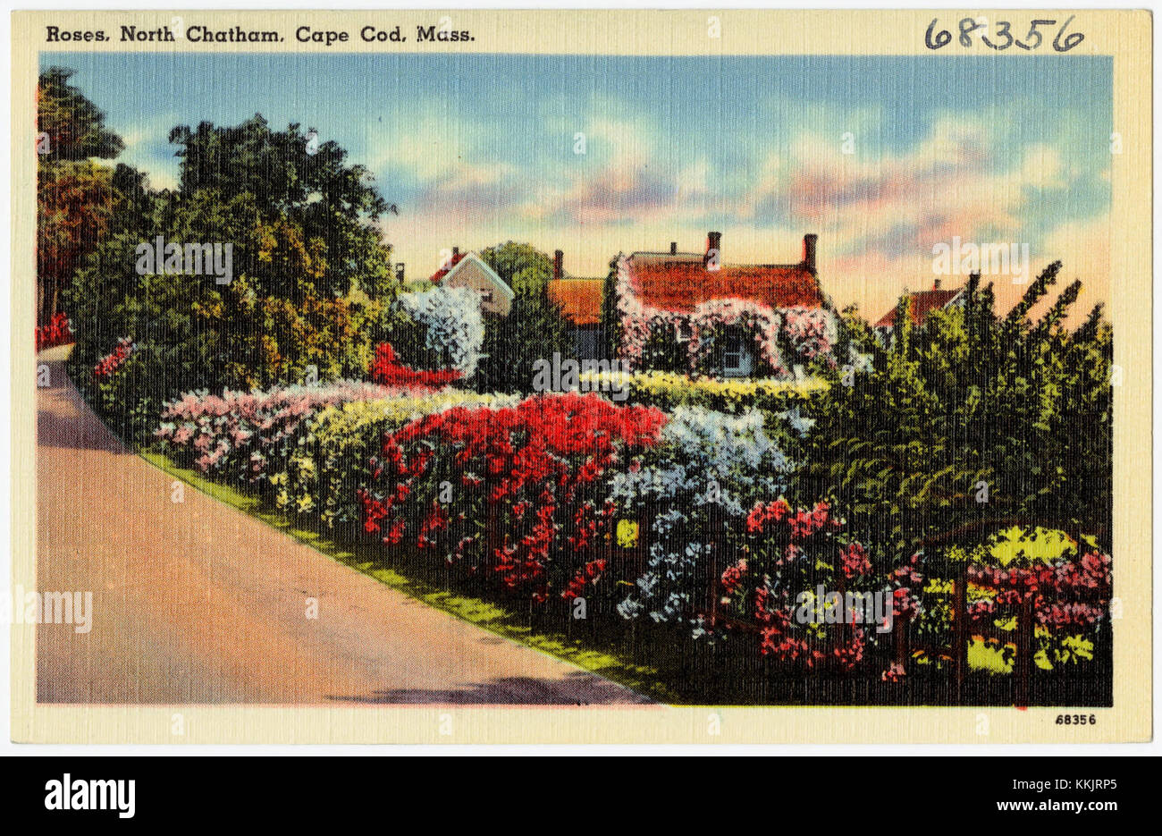 Roses, North Chatham, Cape Cod, Mass (68356 Stock Photo - Alamy