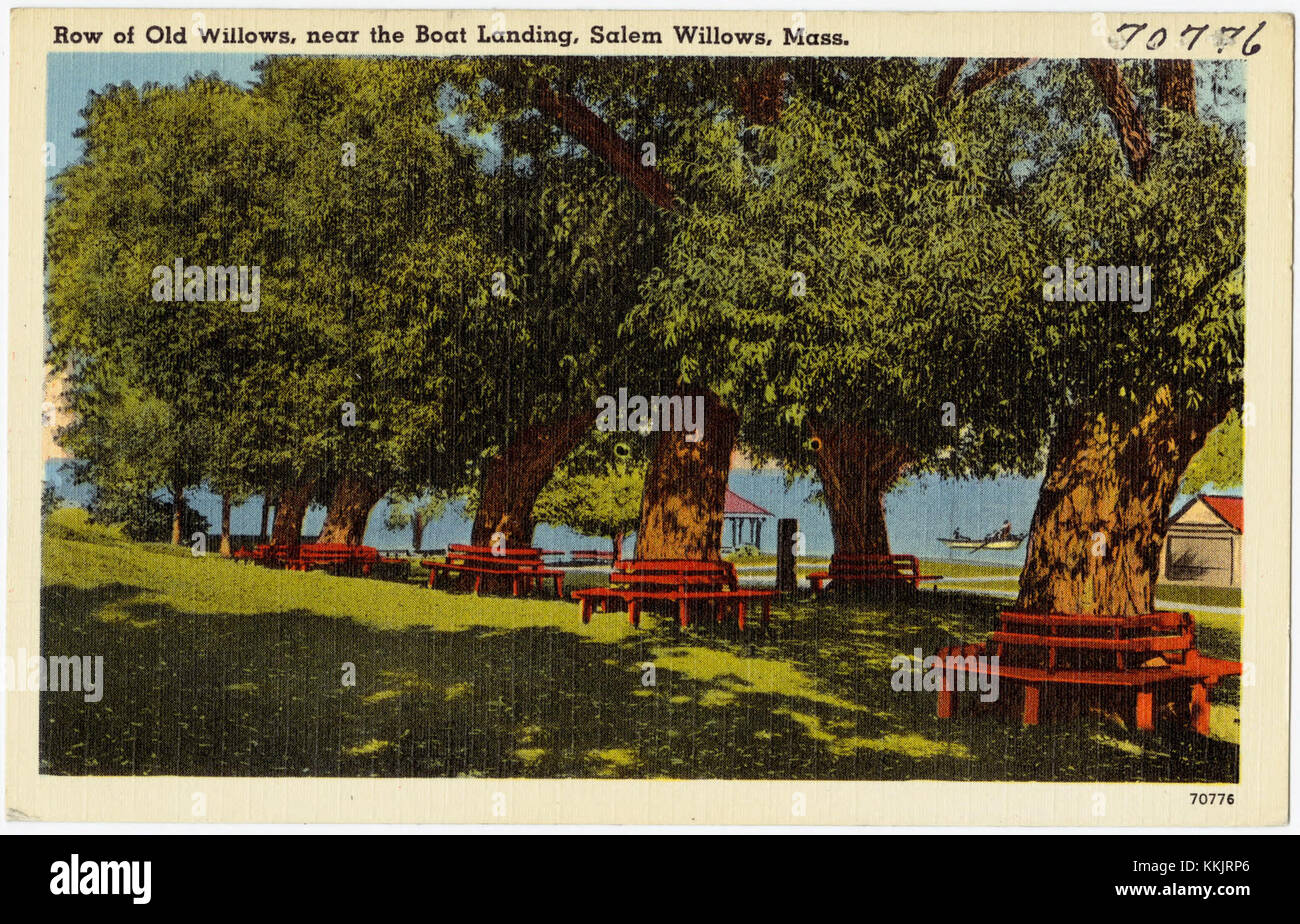 A scenic view featuring a row of old willow trees near the boat landing ...