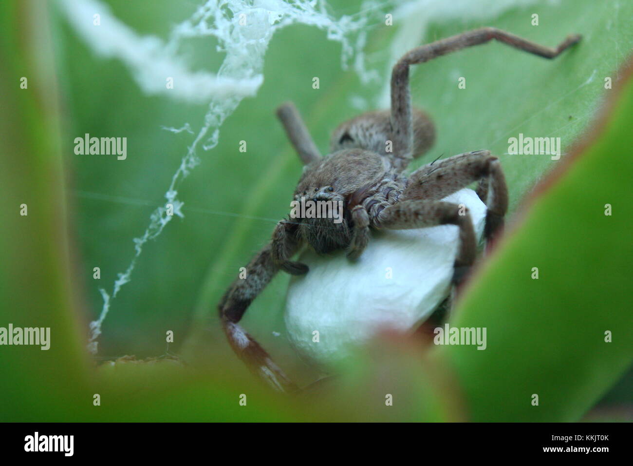 Huntsman Spider Female Stock Photo - Alamy