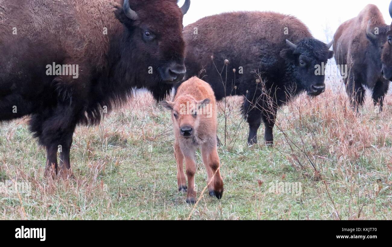 Calf photo hi-res stock photography and images - Alamy