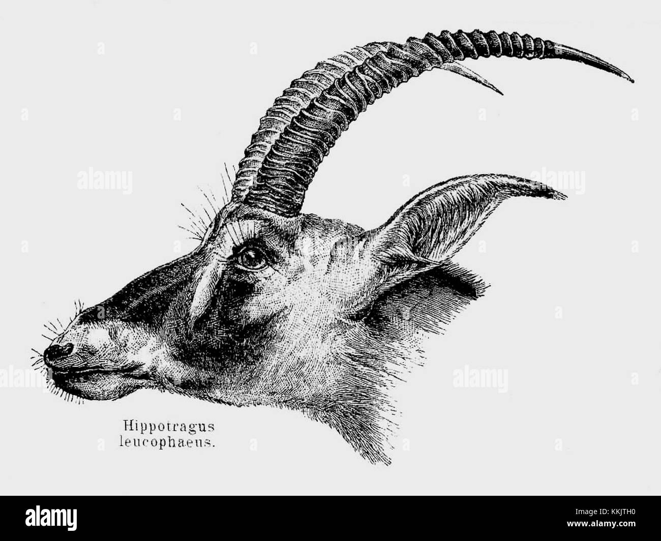 This image shows the head of a Hippotragus leucophaeus, also known as ...