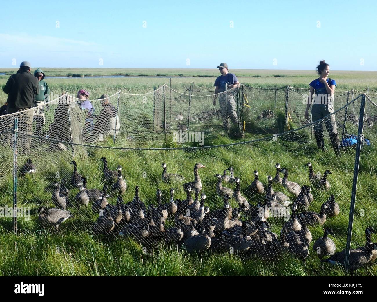 Cackling geese are banded at the Yukon Delta National Wildlife Refuge ...