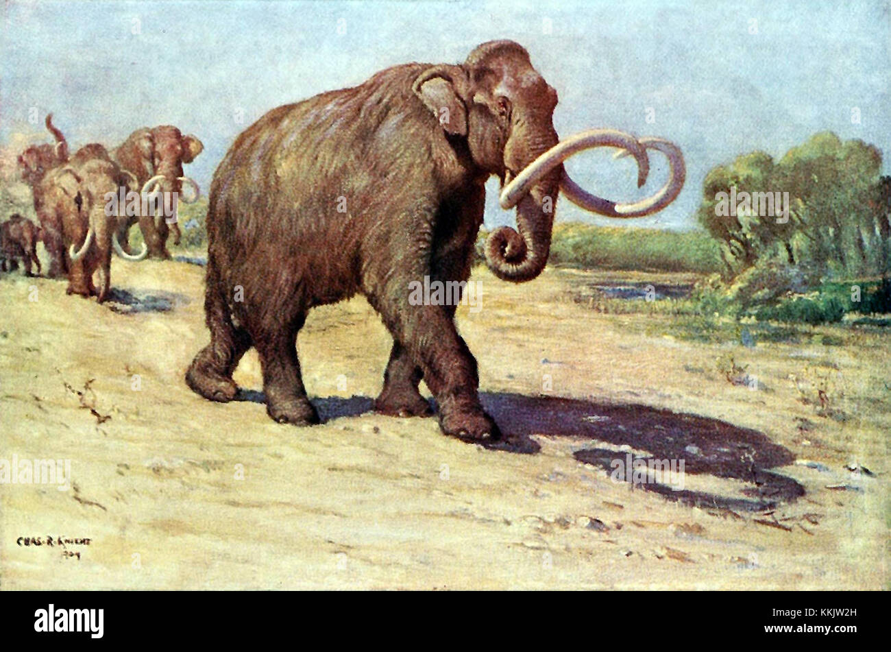 Columbian mammoth hi-res stock photography and images - Alamy
