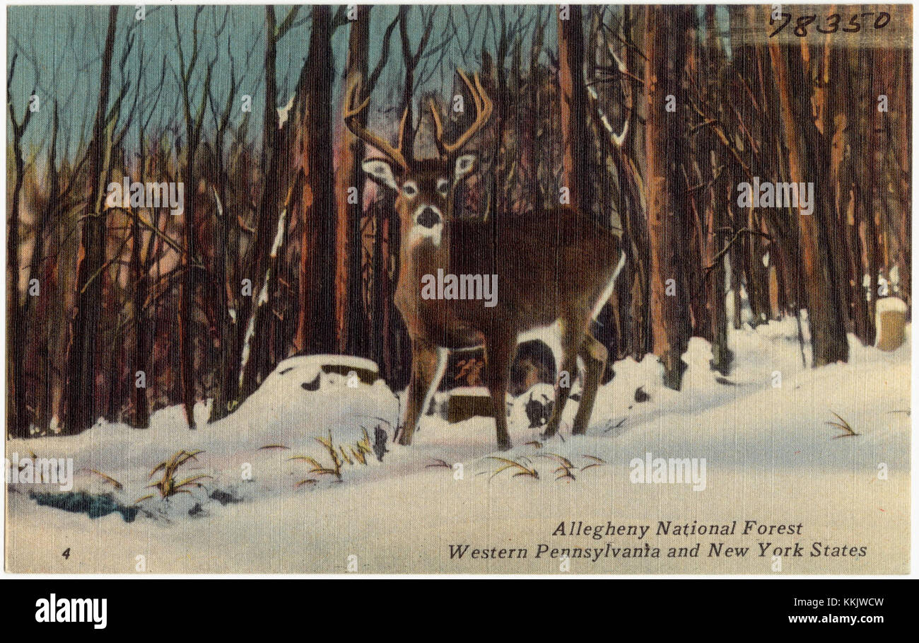 Allegheny national forest history hi-res stock photography and images ...