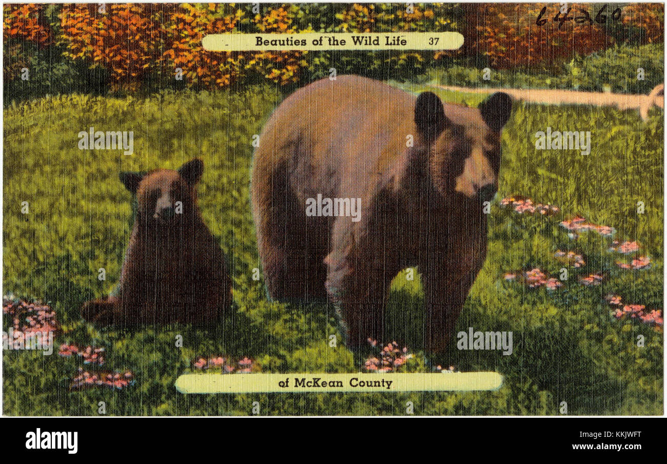 This image showcases the wildlife of McKean County, Pennsylvania ...