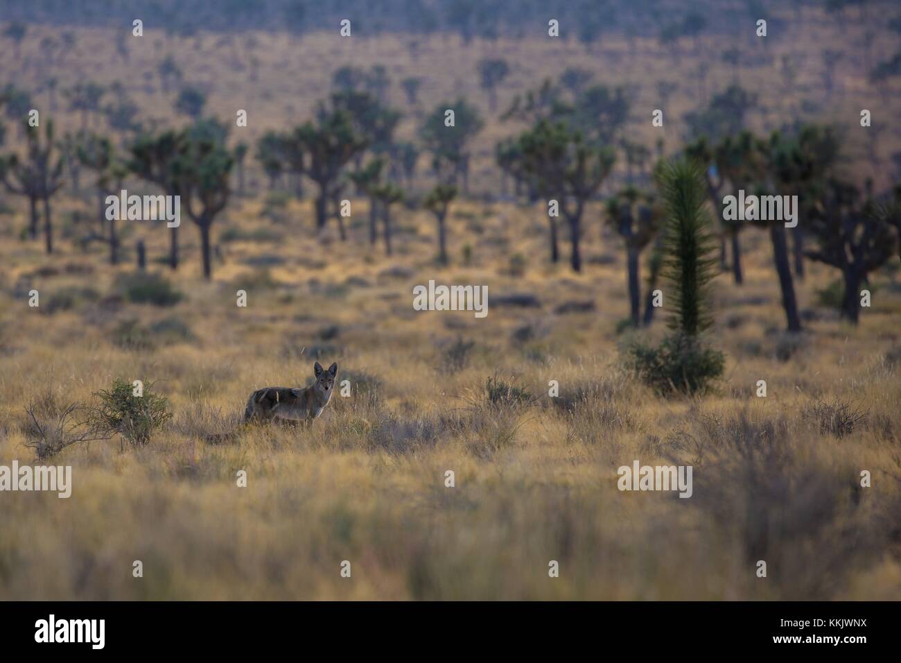 A coyote hunts around the Joshua Tree National Park Hall of Horrors ...