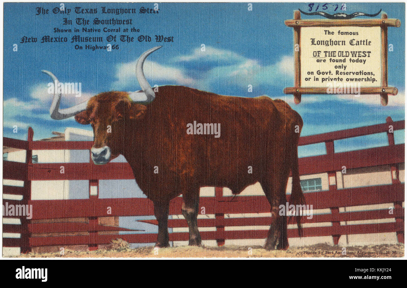 This unique Texas Longhorn steer, housed in a native corral at the New ...