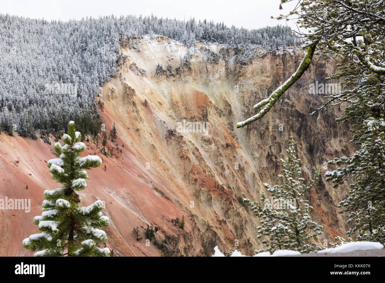 Evergreen Trees Covered With Snow above the Grand Canyon of the ...