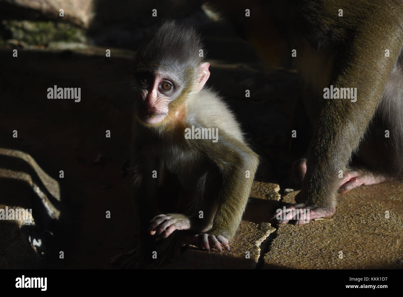 Madrid, Spain. 30th Nov, 2017. The baby Mandrill pictured with her ...