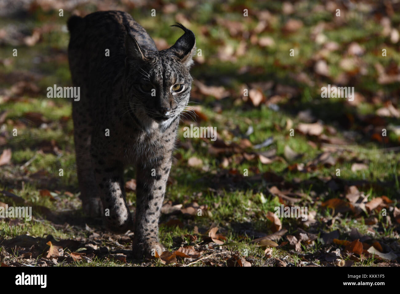 Madrid, Spain. 30th Nov, 2017. The female Iberian Lynx Jazmin pictured ...