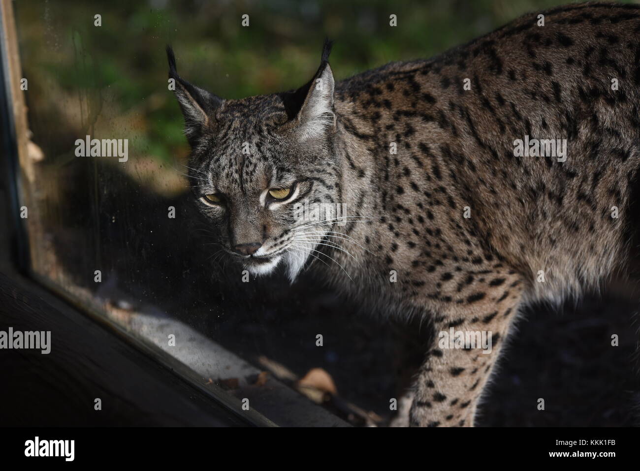 Madrid, Spain. 30th Nov, 2017. The female Iberian Lynx Jazmin pictured ...