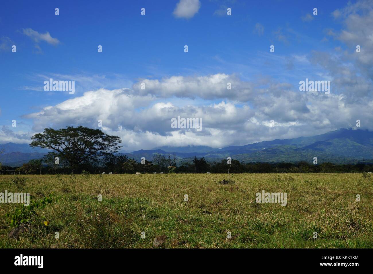 Countryside view with clouds, mountains, tropical vegetation and cattle ...