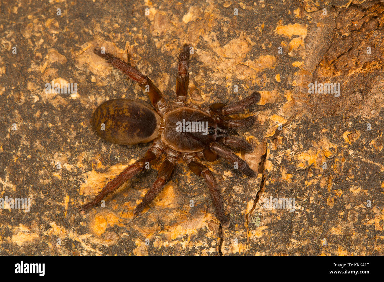 Brush footed spider family hi-res stock photography and images - Alamy