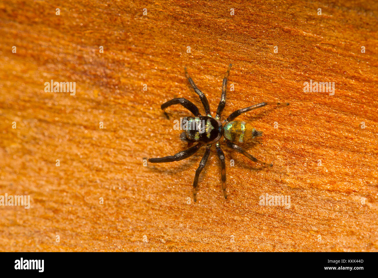 Jumping spider, Phintella vittata is a common colorful spider on low ...