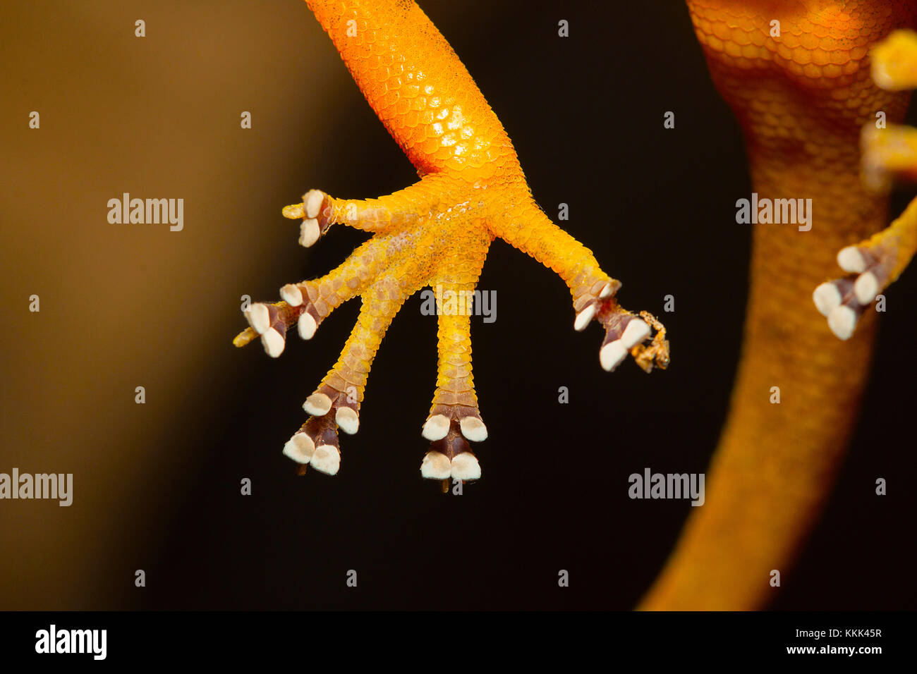 Cut lamellae hi-res stock photography and images - Alamy