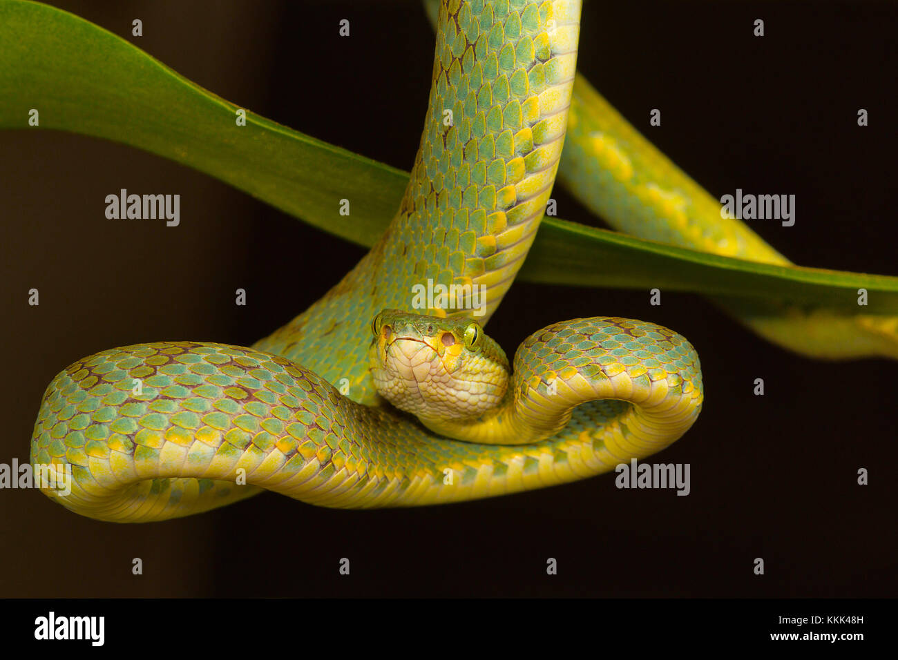 Bamboo pit viper Trimeresurus gramineus. Visakhapatnam, Andhra Pradesh ...