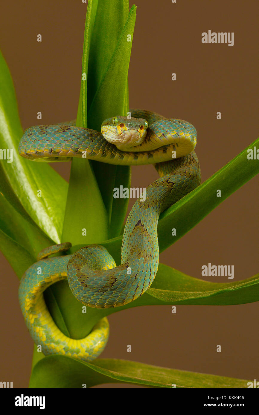 Bamboo pit viper Trimeresurus gramineus. Visakhapatnam, Andhra Pradesh ...