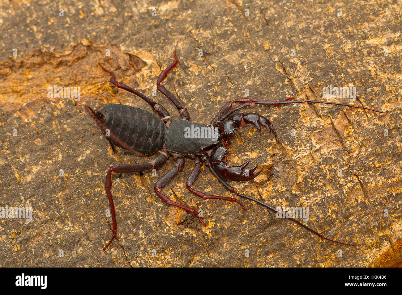 Whip tailed scorpion. Visakhapatnam, Andhra Pradesh, India Stock Photo ...