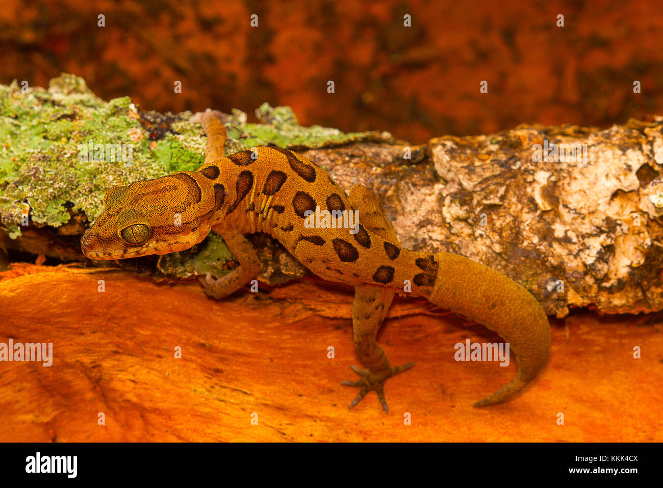 Clouded ground gecko, Cyrtodactylus nebulosus. Visakhapatnam, Andhra ...