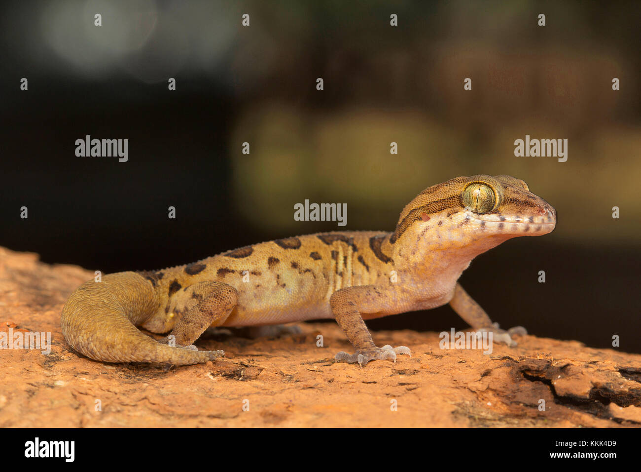Clouded ground gecko hi-res stock photography and images - Alamy
