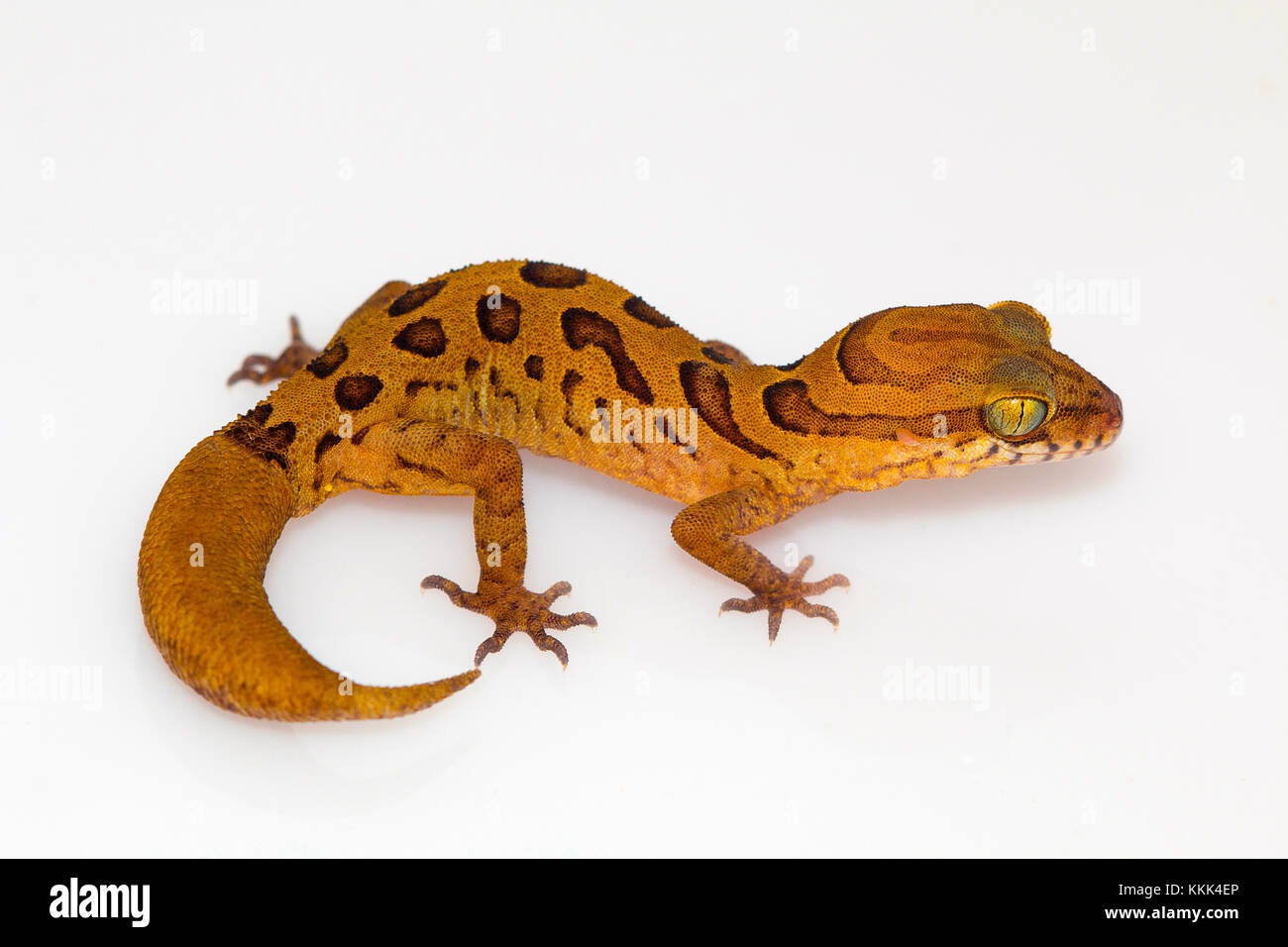 Clouded ground gecko, Cyrtodactylus nebulosus. Chhattisgarh, India ...