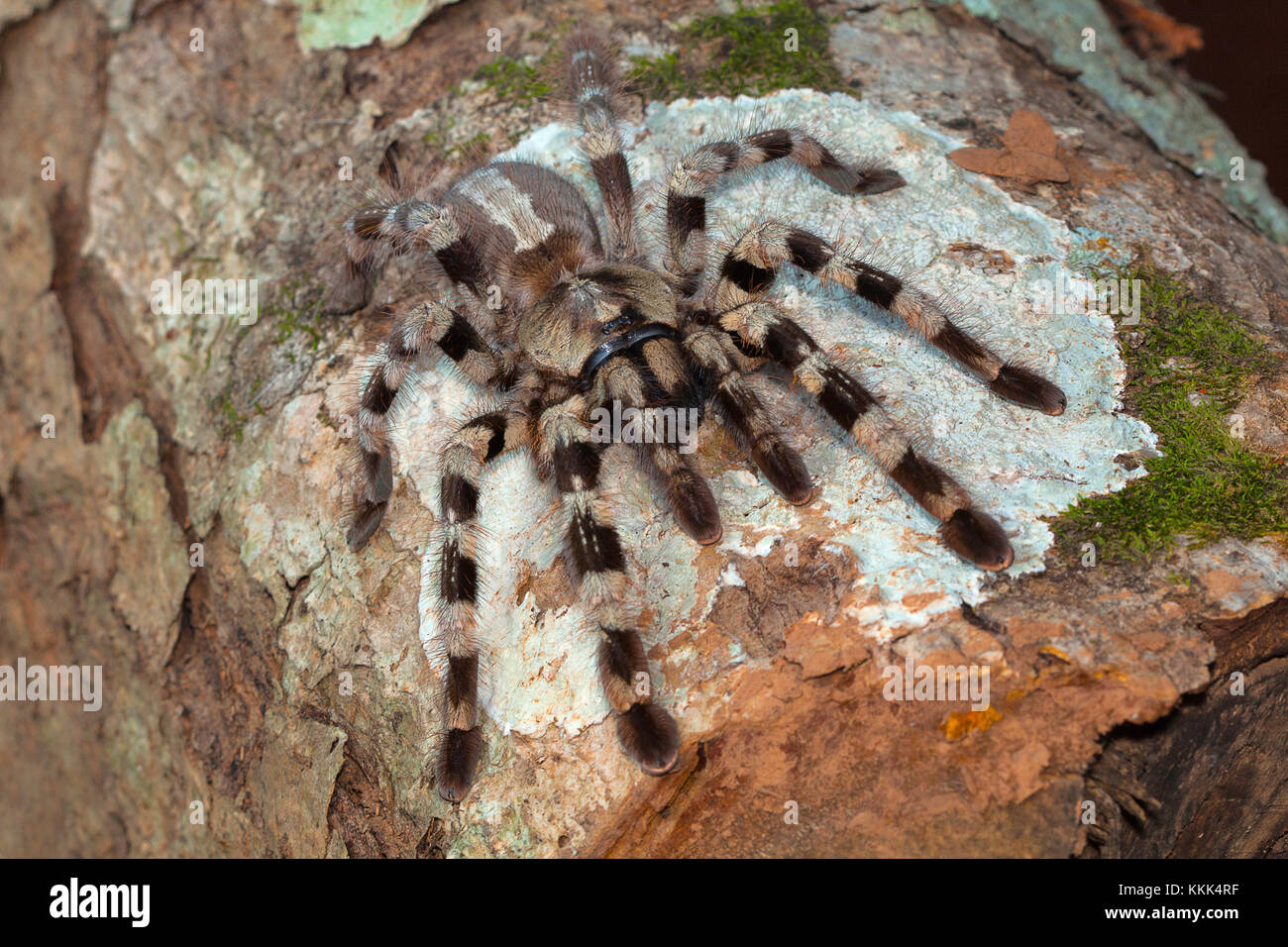 Arboreal tarantula, Poecilotheria tigrinawesseli. Eastern Ghats, India ...
