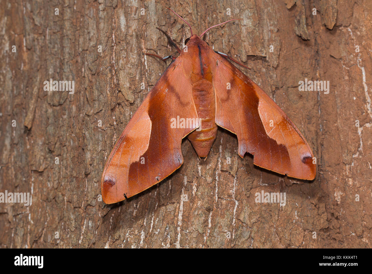 A large hawk hi-res stock photography and images - Alamy