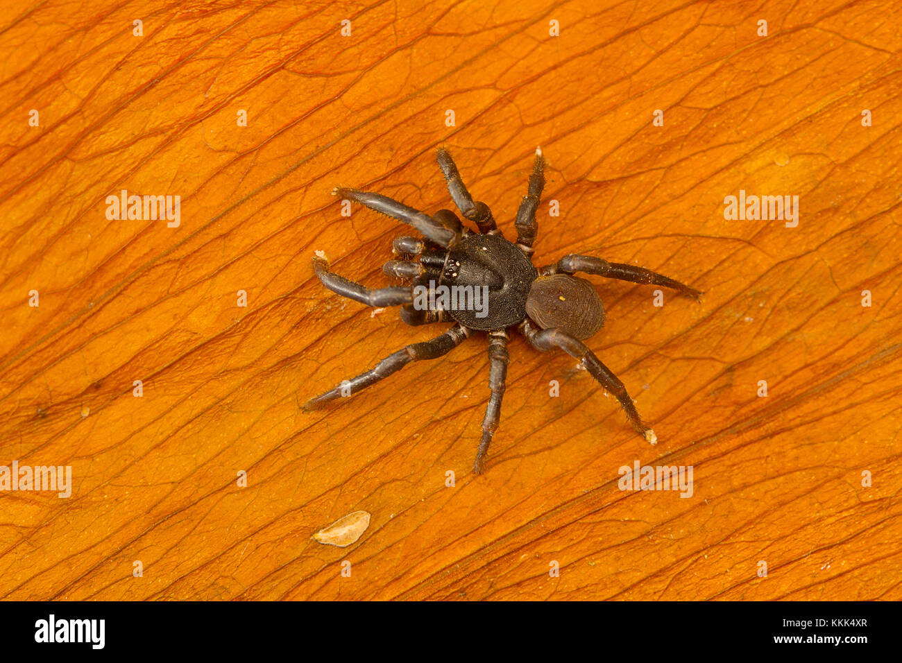 Trapdoor spider of the family Ctenizidae from Kanger Ghati National ...