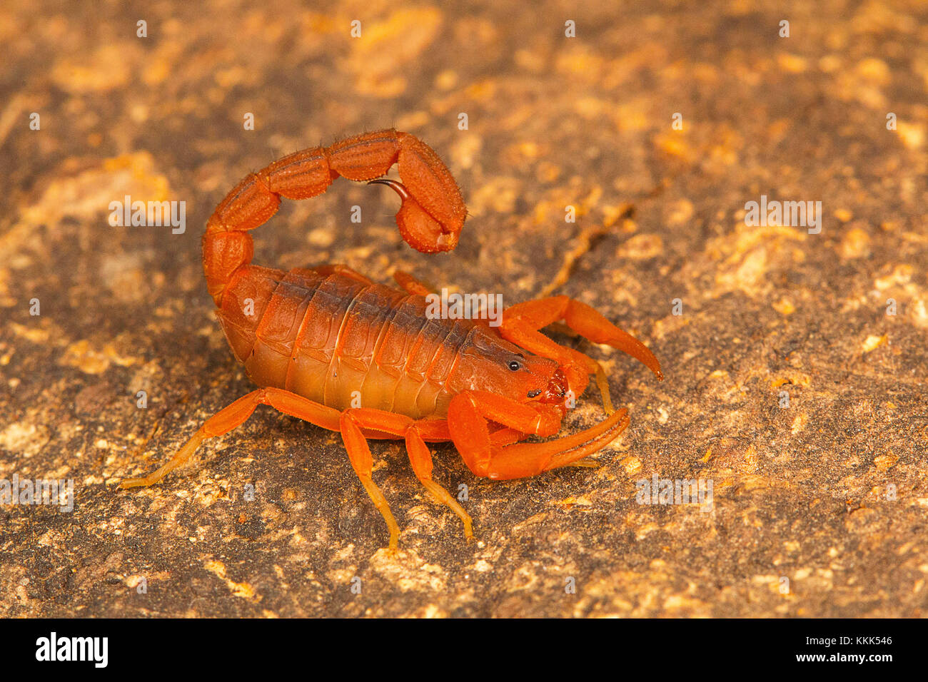 Fat tailed scorpion hi-res stock photography and images - Alamy