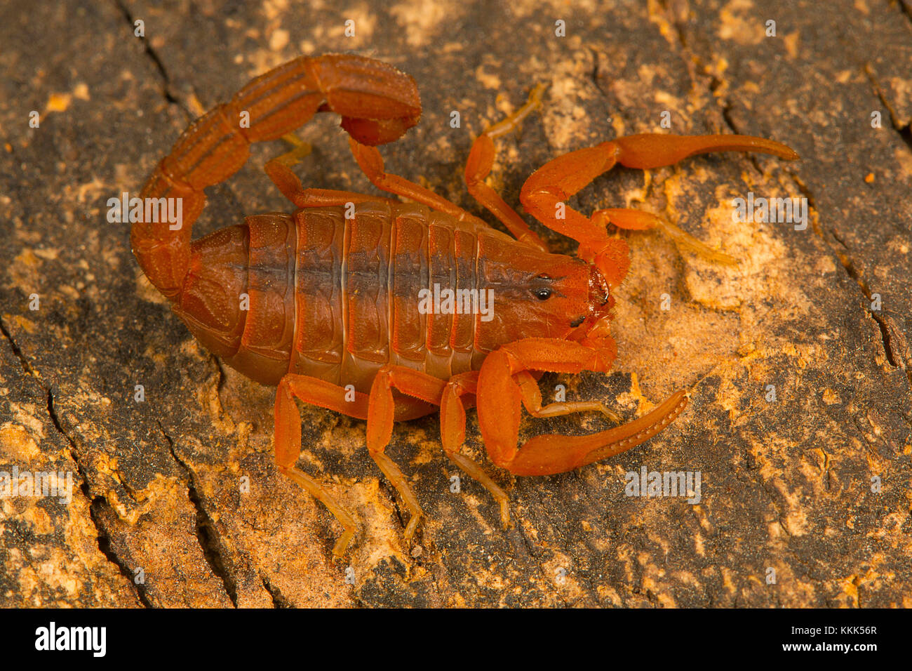 Fat tailed scorpion, Hottentotta rugiscutis from type locality ...