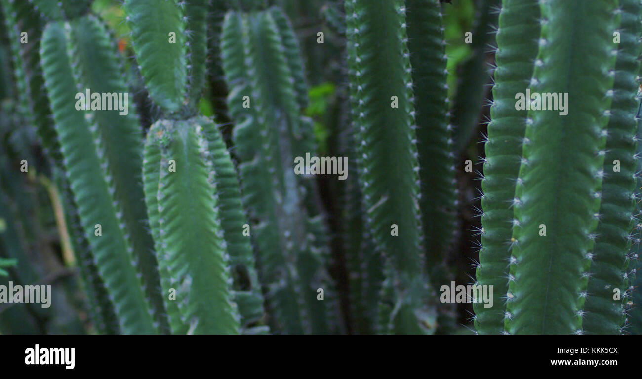 Closeup Cactus Plant in India Stock Photo - Alamy