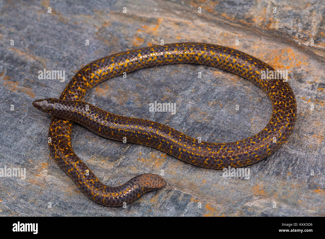 Unidentified shieldtail, Uropeltis snake form Bangalore, Karnataka ...